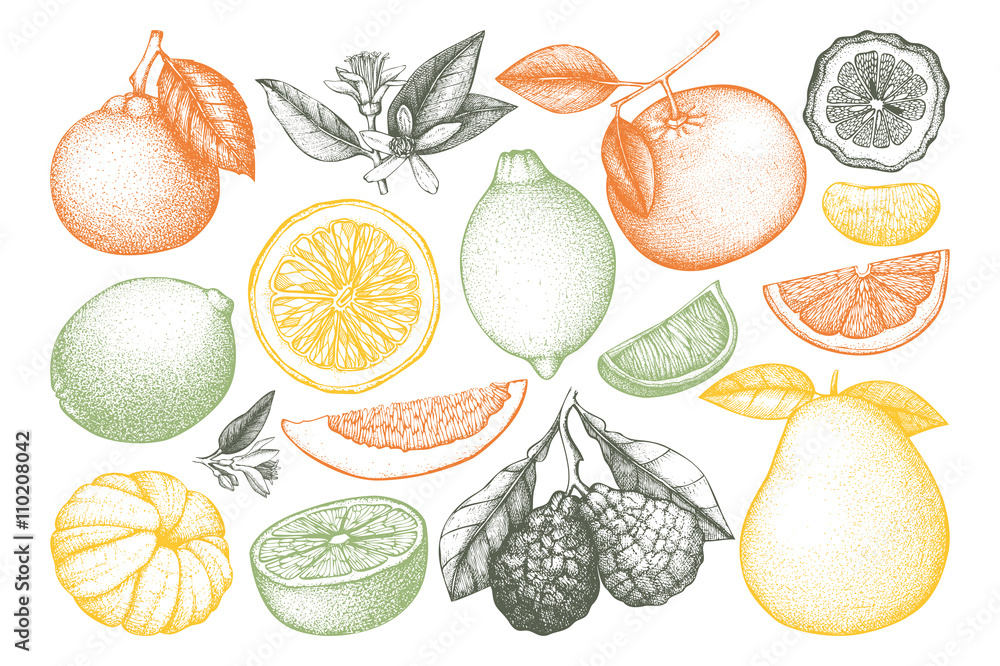 Vintage vector Ink hand drawn collection of citrus fruits isolated on ...