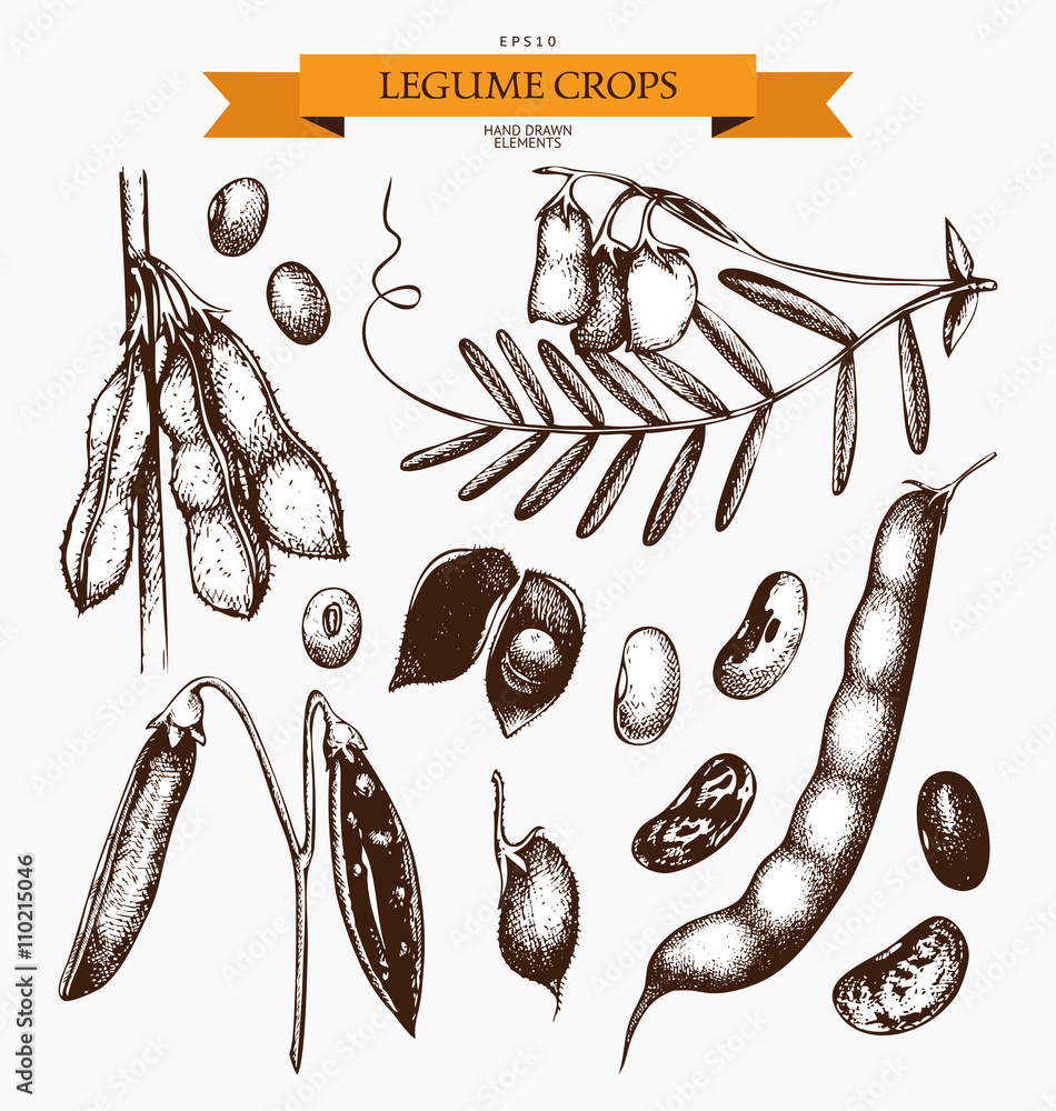 Vector collection of ink hand drawn legume crops sketches. Vintage set ...