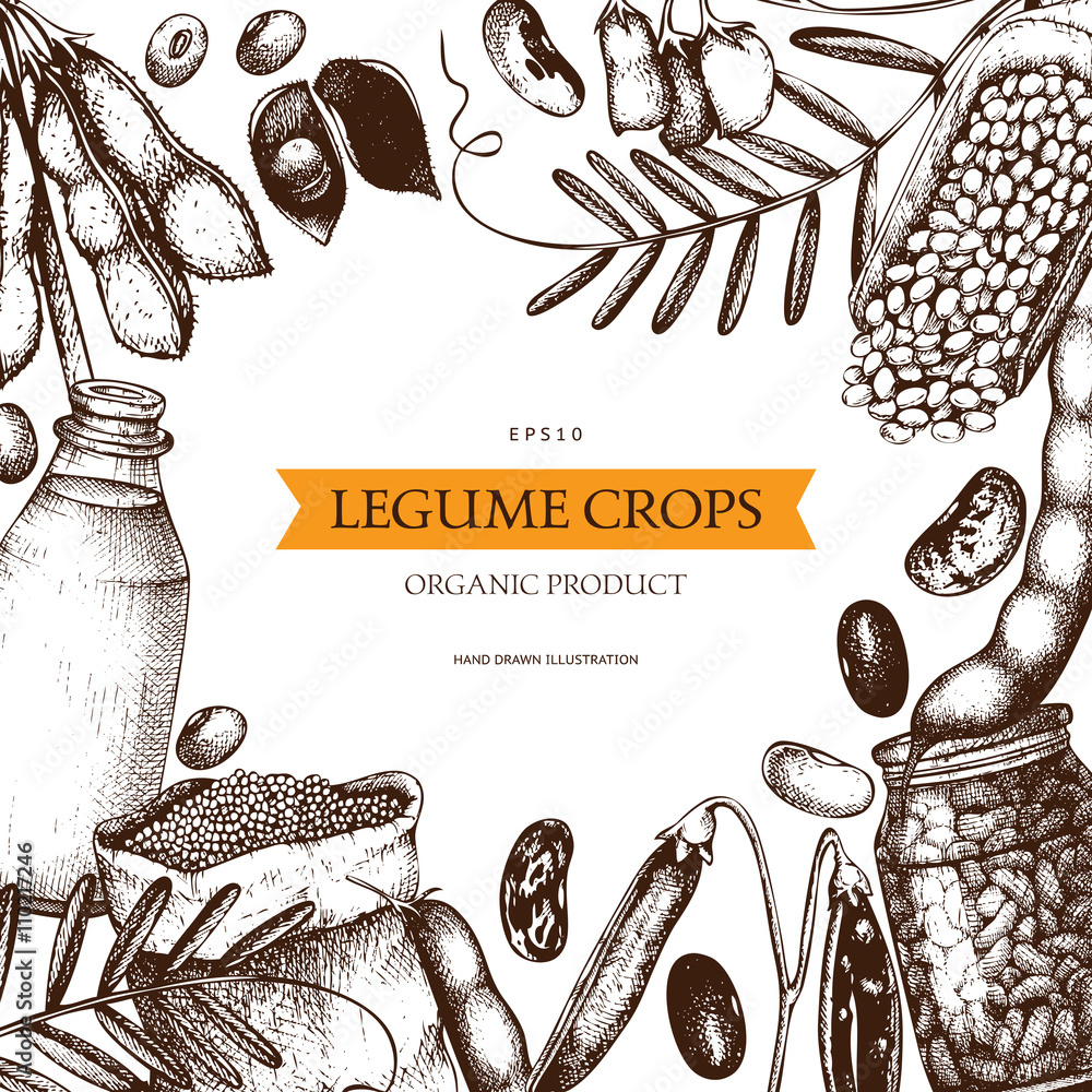 Vector design with ink hand drawn legume crops sketches. Vintage ...