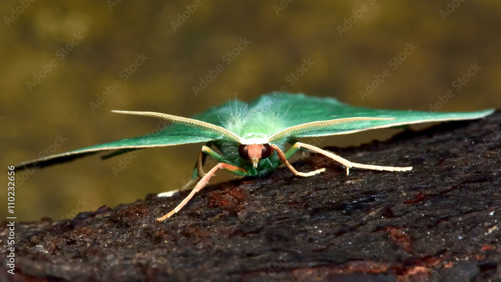 Little emerald moth (Jodis lactearia) head on. British insect in the ...
