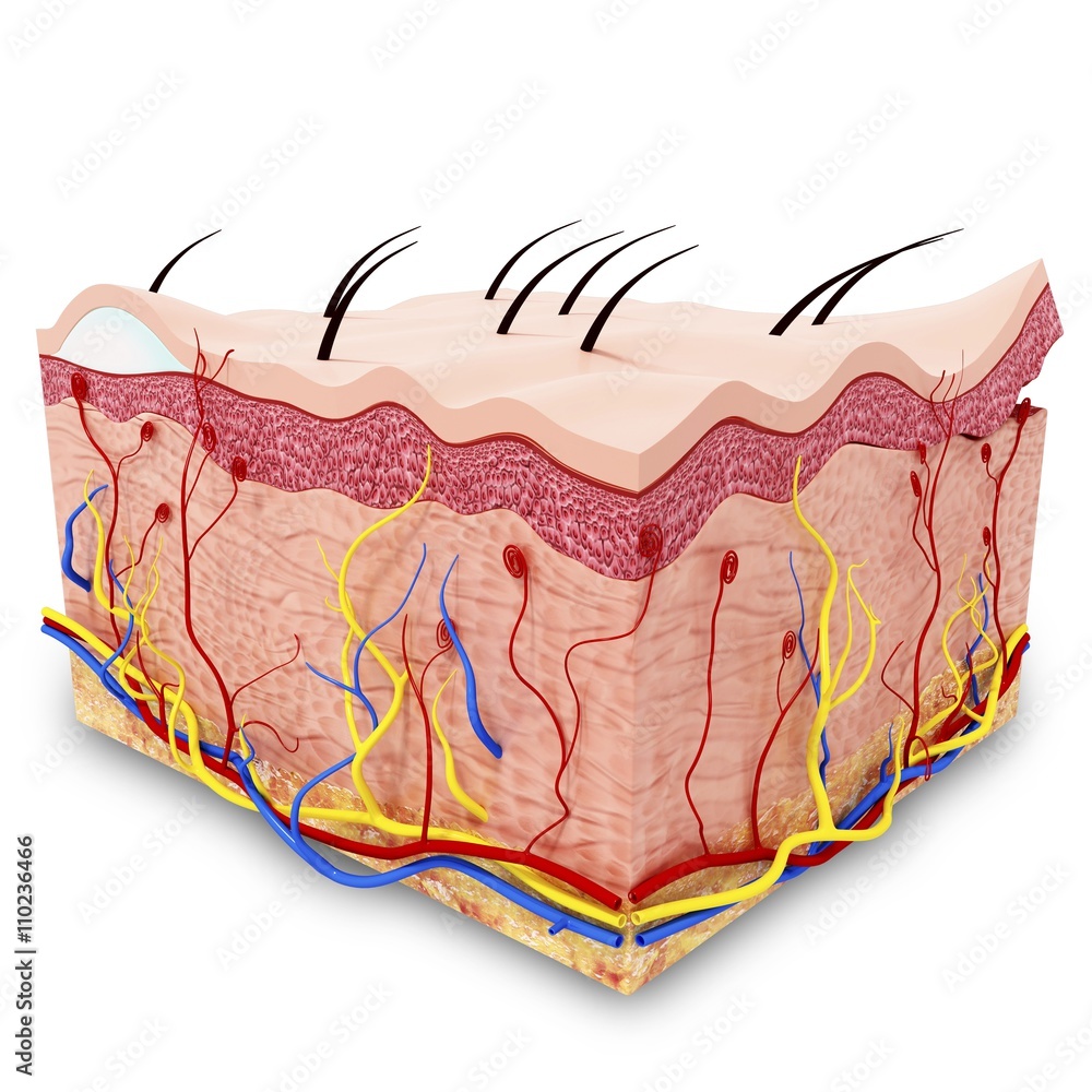Human skin anatomy, artwork Stock Photo | Adobe Stock
