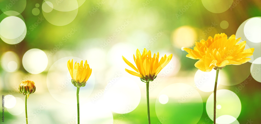 Yellow flowers on blurred green nature background, stages of growth ...