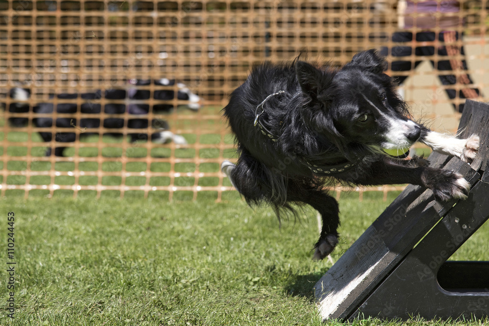 flyball Stock Photo | Adobe Stock