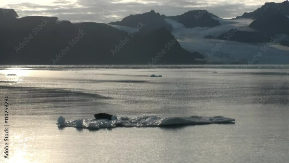 Crying Leopard Seal float sleeping on an Iceberg in Arctic. Fantastic ...