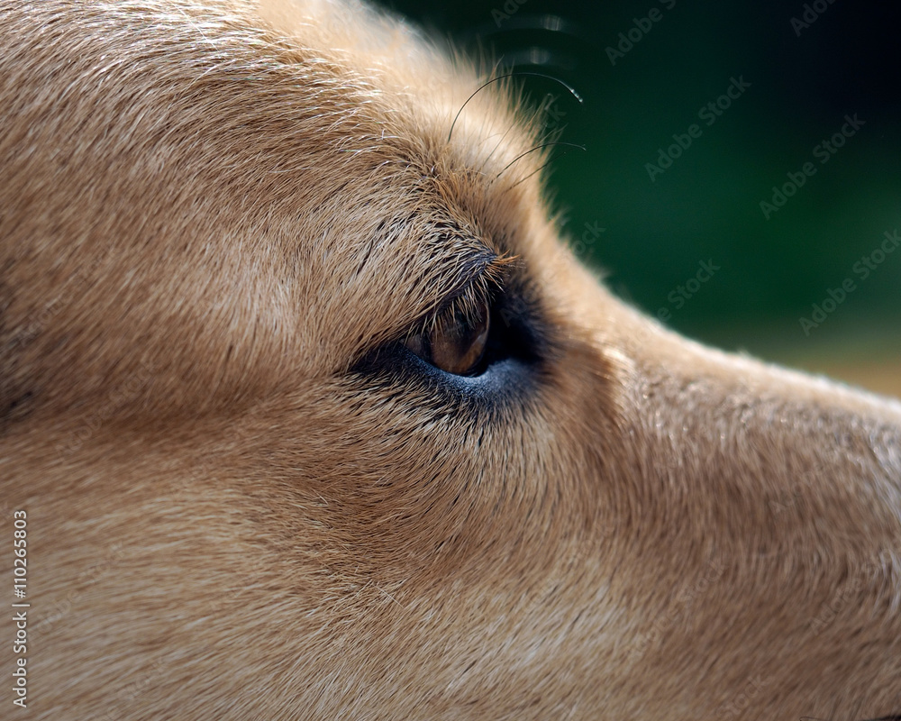 Do Dogs Need Eyelashes
