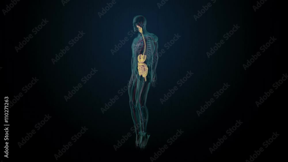 Rotating Human the internal organs, Blue X-ray light. Stock Video ...
