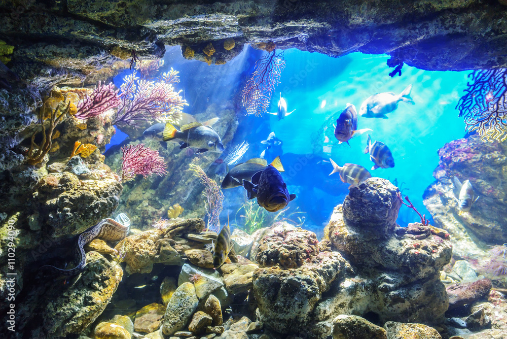 Exotic fish in marine aquarium Stock Photo | Adobe Stock