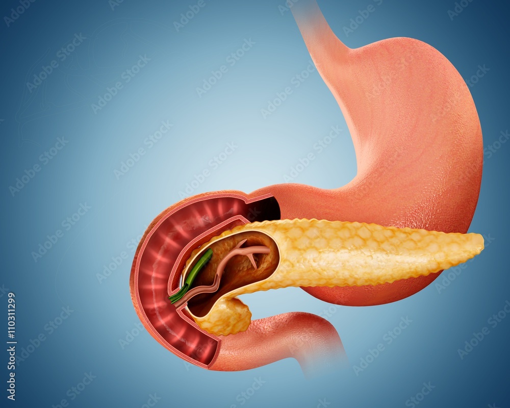 Cross section of pancreas, illustration Stock Photo | Adobe Stock