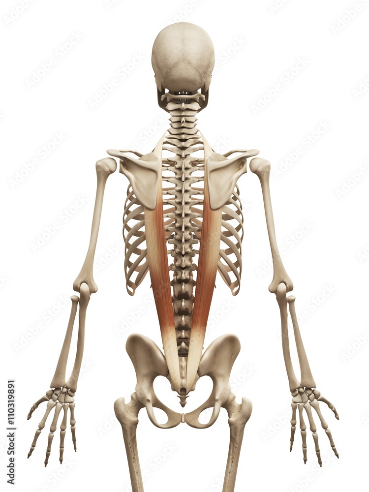 Human back muscles, illustration Stock Photo | Adobe Stock