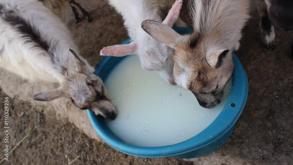 маленькие козы пьют воду с молоком Stock Video | Adobe Stock