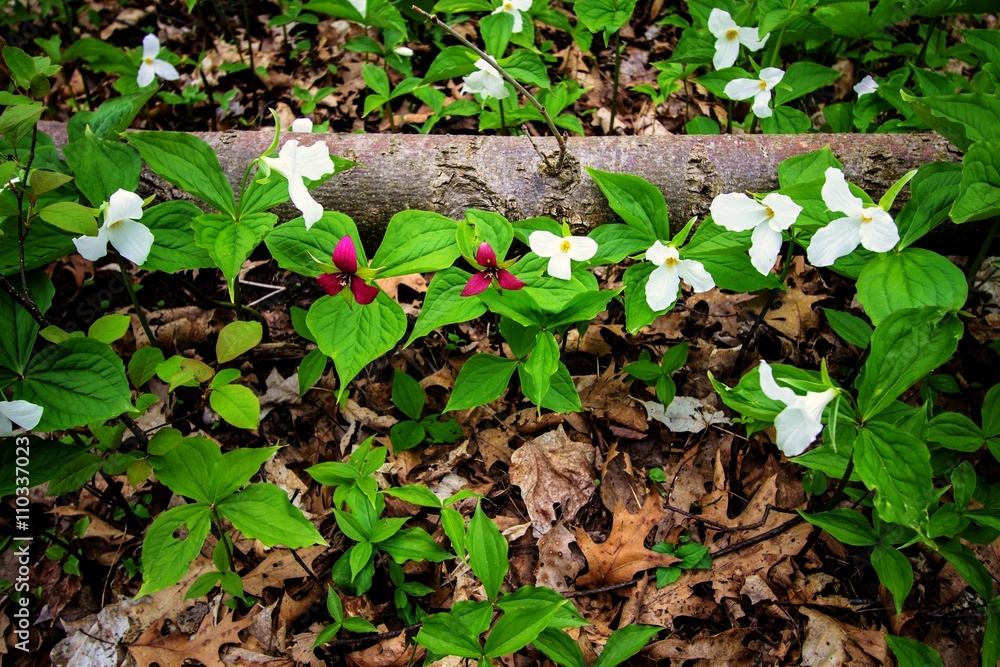Foto de Wild Trillium In The Forest. Trillium line the forest floor of ...