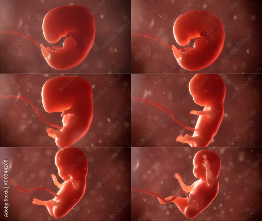 embryo life realistic visualisations set 3d rendering Stock ...