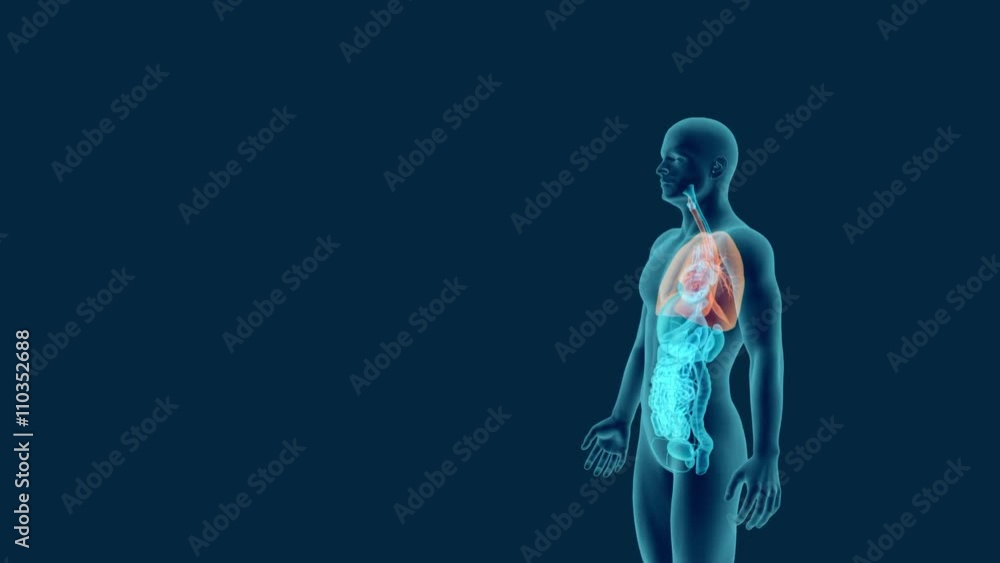 Human body x-ray scan with visible respiratory system 3d render vídeo ...