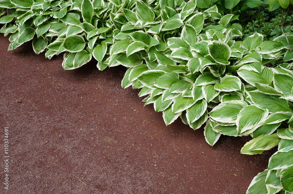Border of green hosta plants in the shade garden Stock Photo | Adobe Stock