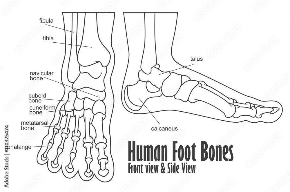 Human foot bones front and side view anatomy Stock Vector | Adobe Stock