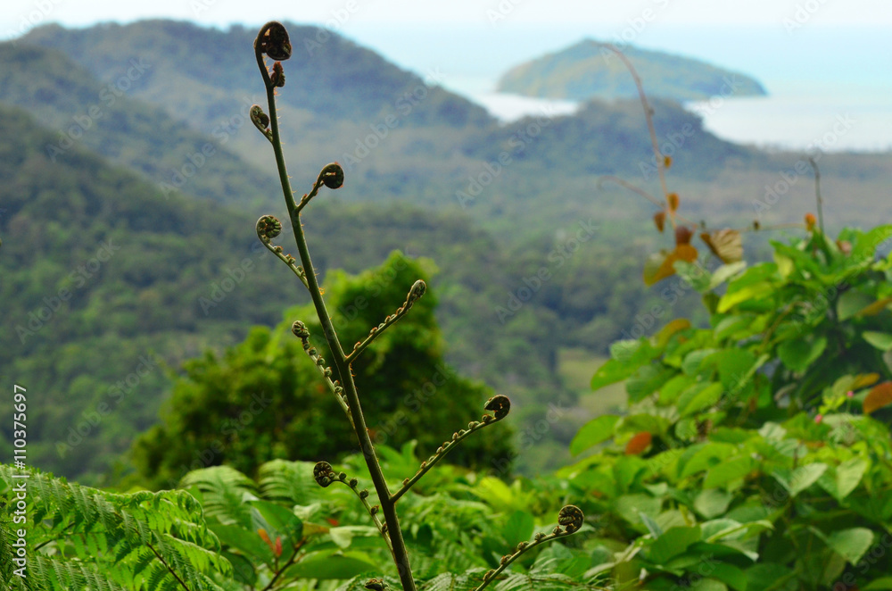 Mount Alexandra lookout Daintree National Park Queensland Austra Stock ...