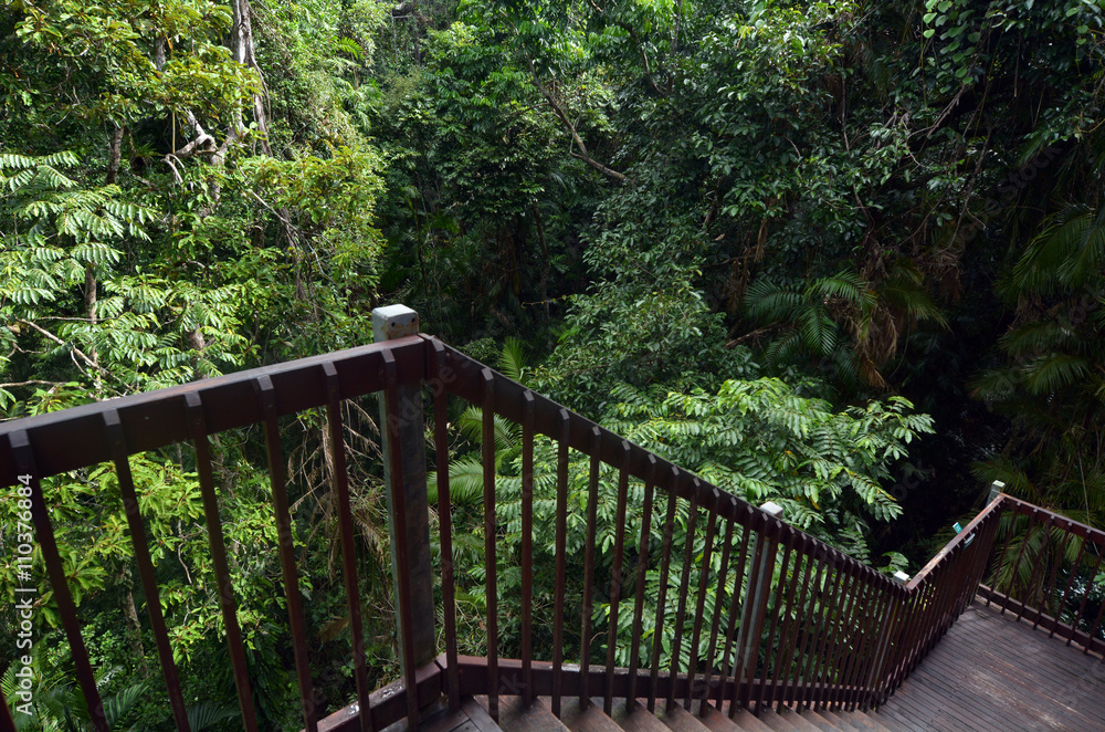Staircase overlook the canopy of Daintree National Park Queensla Stock ...
