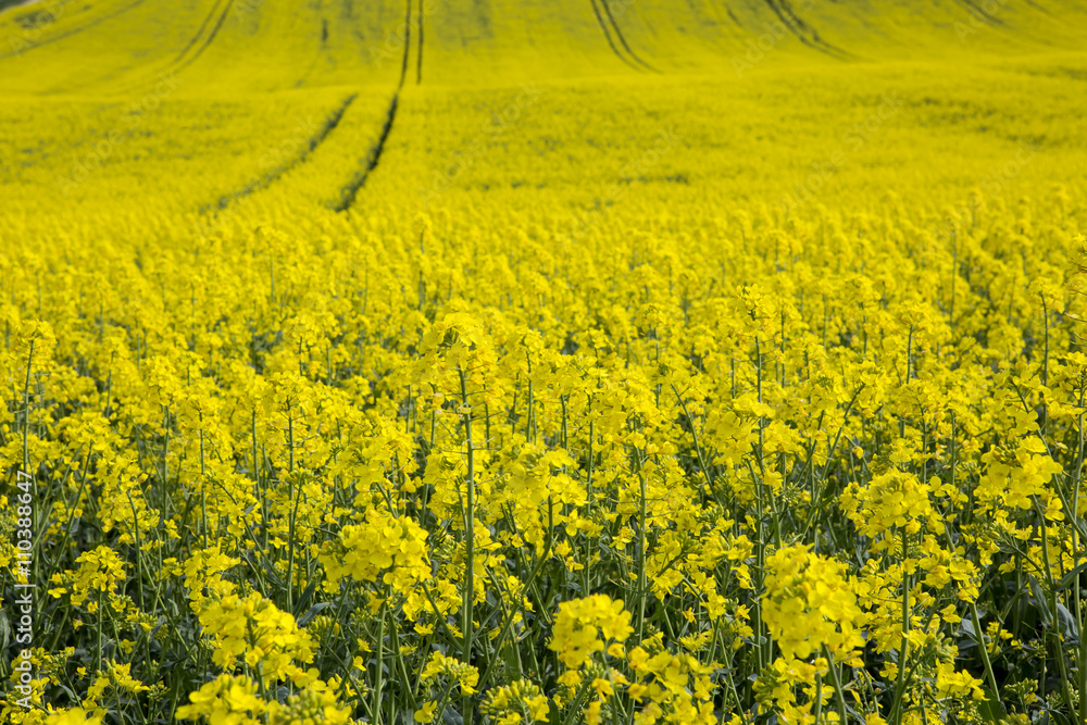 Canola Crop. Late spring, early summer is the time the canola crop ...