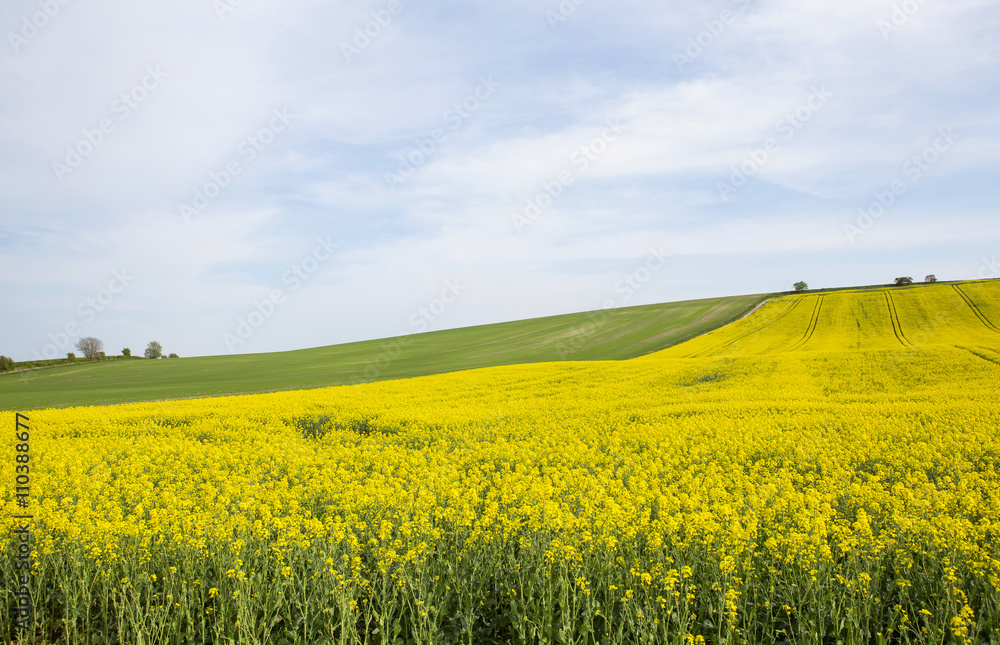 Canola Crop. Late spring, early summer is the time the canola crop ...