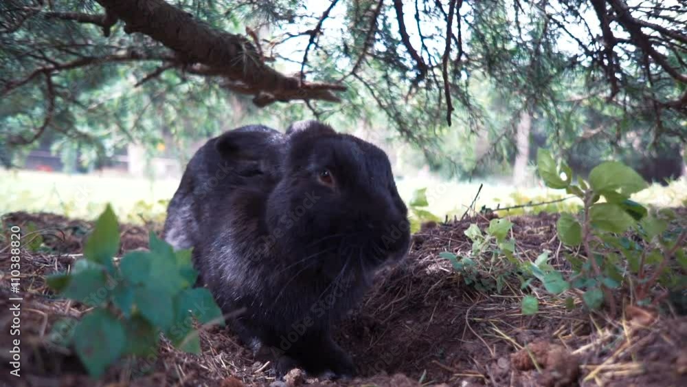 Vidéo Stock European Wild rabbit sits under a tree | Adobe Stock