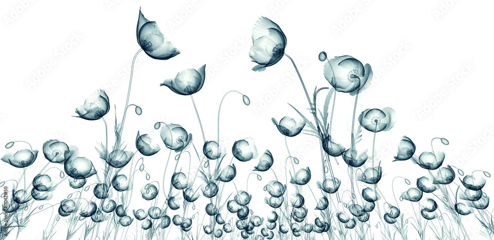 x-ray image of flower field isolated on white , the poppy Papave Stock ...