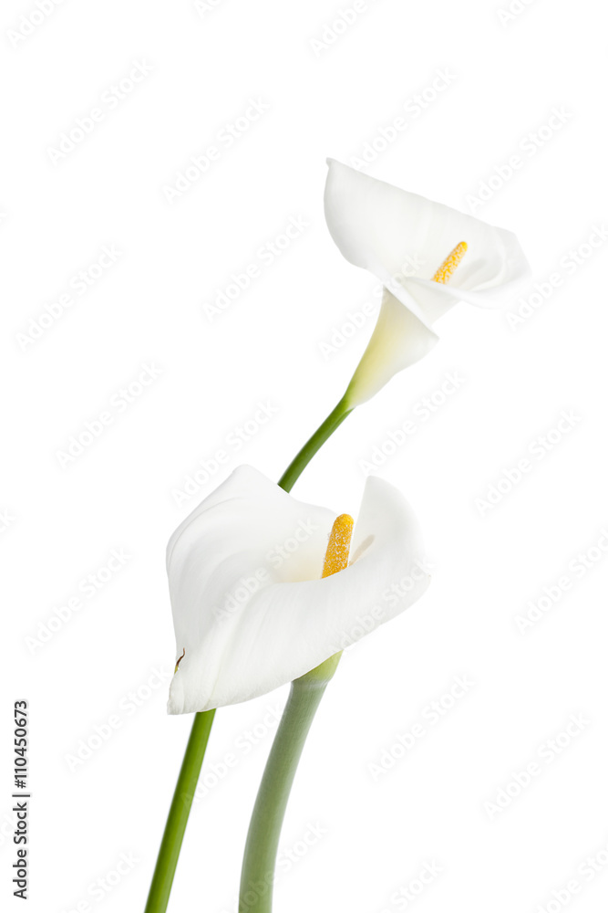two calla lily with green stem Stock Photo | Adobe Stock