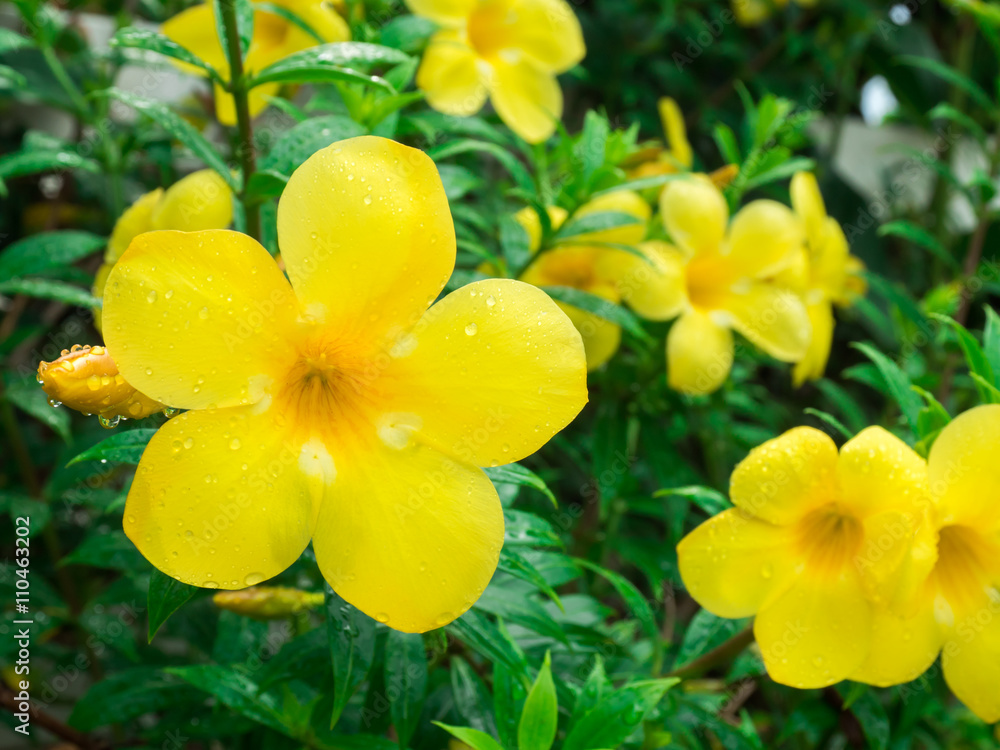 allamanda flower Stock Photo | Adobe Stock