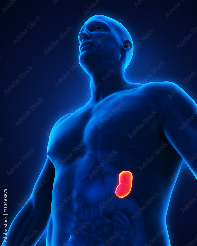 Human Spleen Anatomy Illustration. 3D render Stock Illustration | Adobe ...