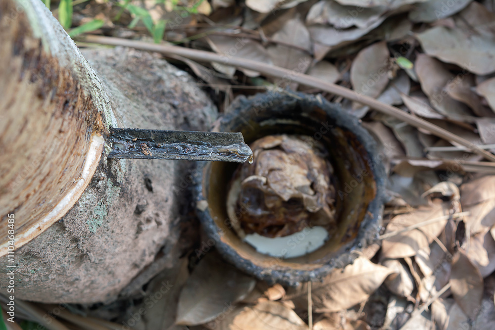 Plantation rubber Tree Harvesting. Rubber Harvest of Agriculture ...