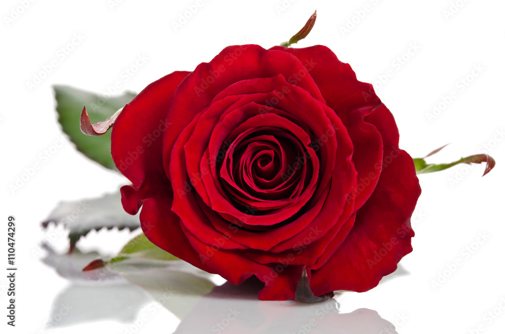 beautiful bud of red rose lying down on a white background Stock Photo ...