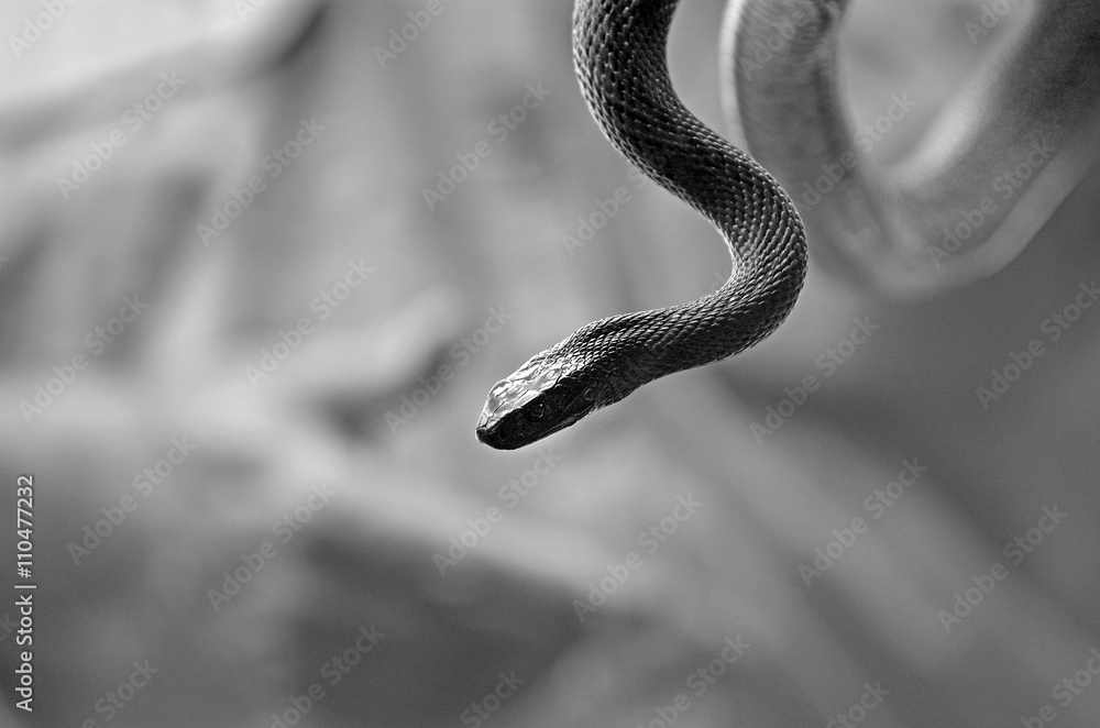 The Inland Taipan the most venomous land snake in the world Stock Photo ...