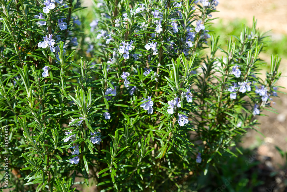 Rosmarin Stock-Foto | Adobe Stock