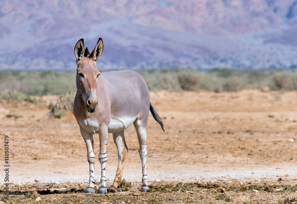 Somali wild donkey (Equus africanus) is the forefather of all domestic ...