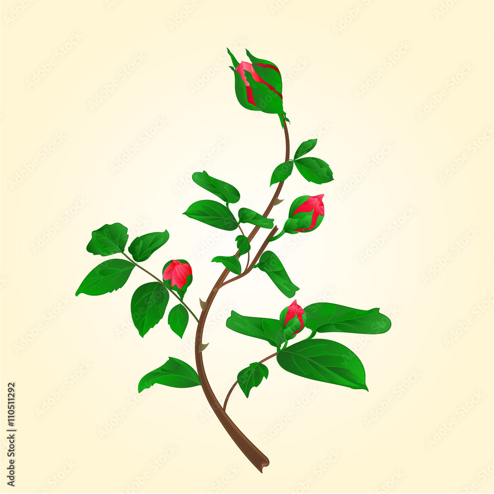 Buds of climbing red rose stem with leaves and bud vector illustration ...