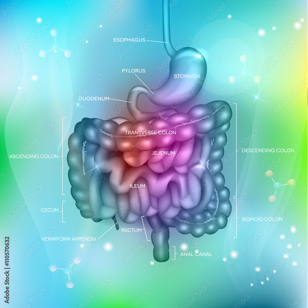 Gastrointestinal tract. Stomach, small intestine and colon, abstract ...