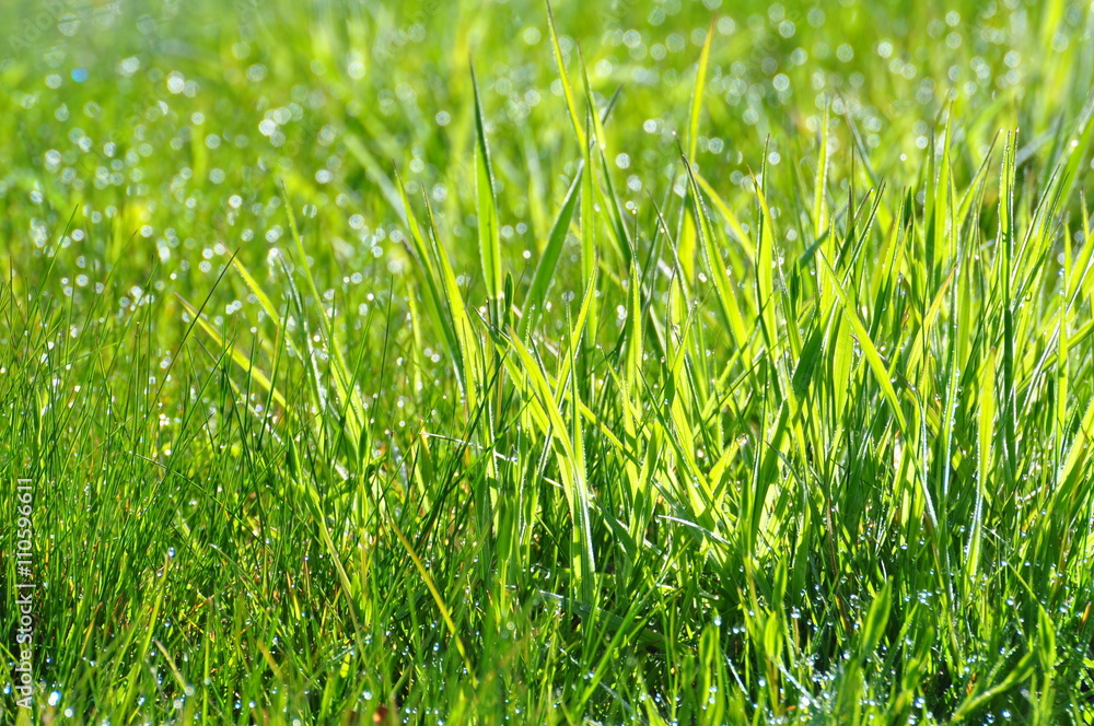 Frisches, grünes Gras in der Morgensonne benetzt mit Tau Stock Photo ...
