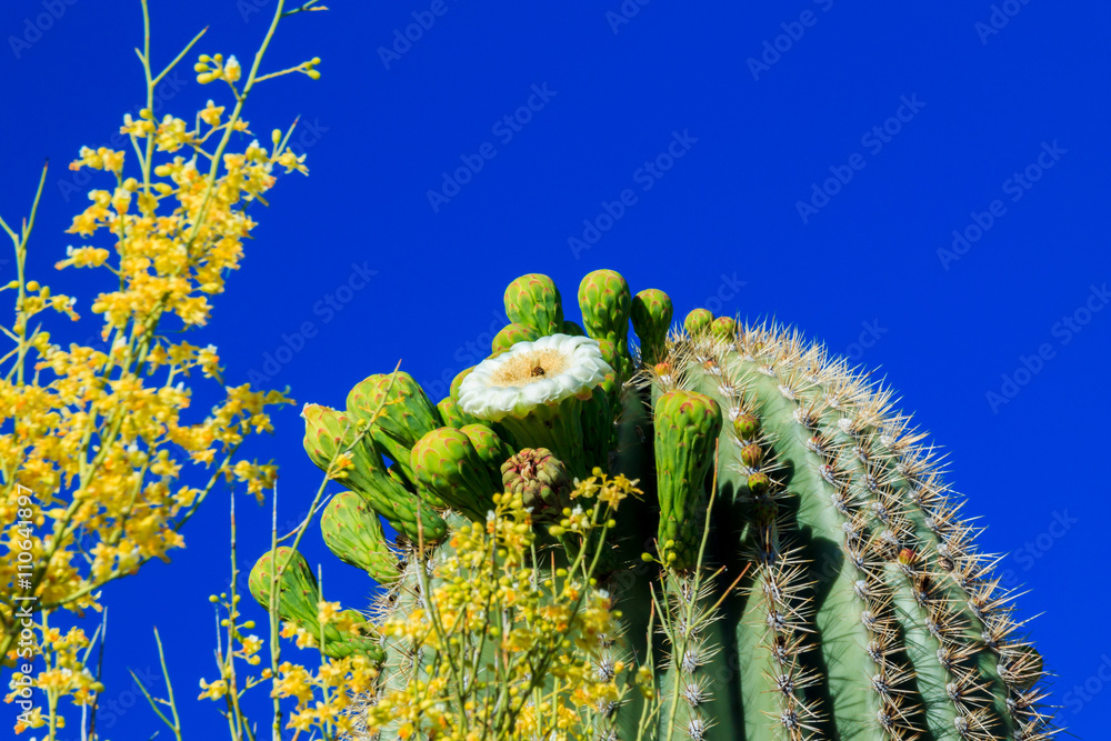 Bees gathering nectar from the delicate white and yellow springtime ...