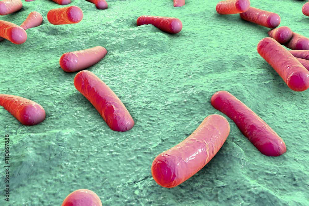 Bacteria on surface of skin, mucous membrane or intestine, model of ...