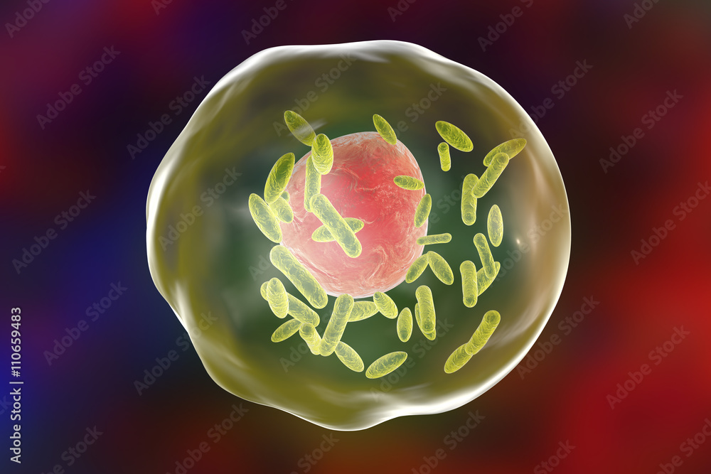 Bacteria Coxiella burnetii (small green) inside human cell, 3D ...