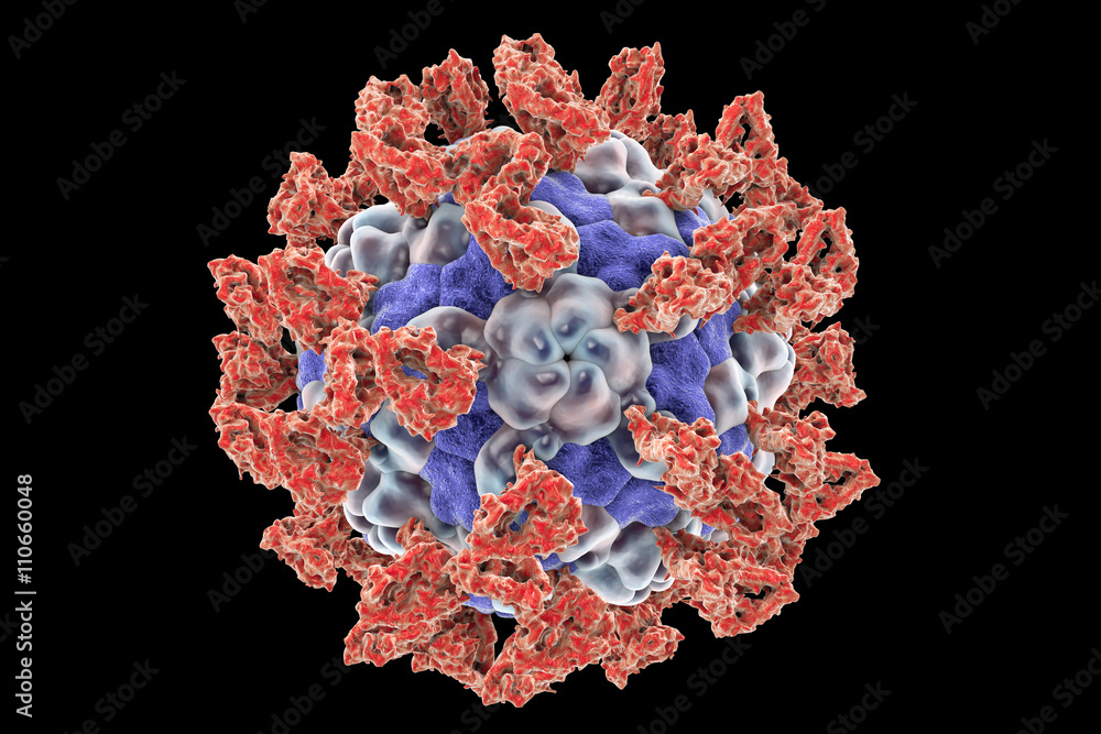 Parechovirus with attached integrin molecules which serve as cell ...