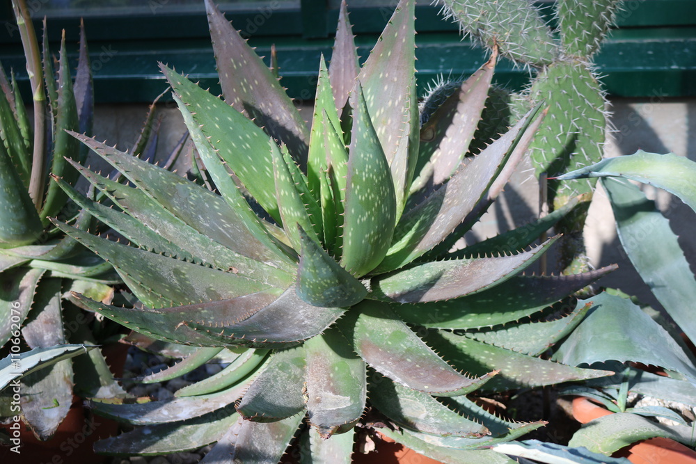 Aloe (aloë) - genus of succulent plants of the subfamily asphodeloideae ...