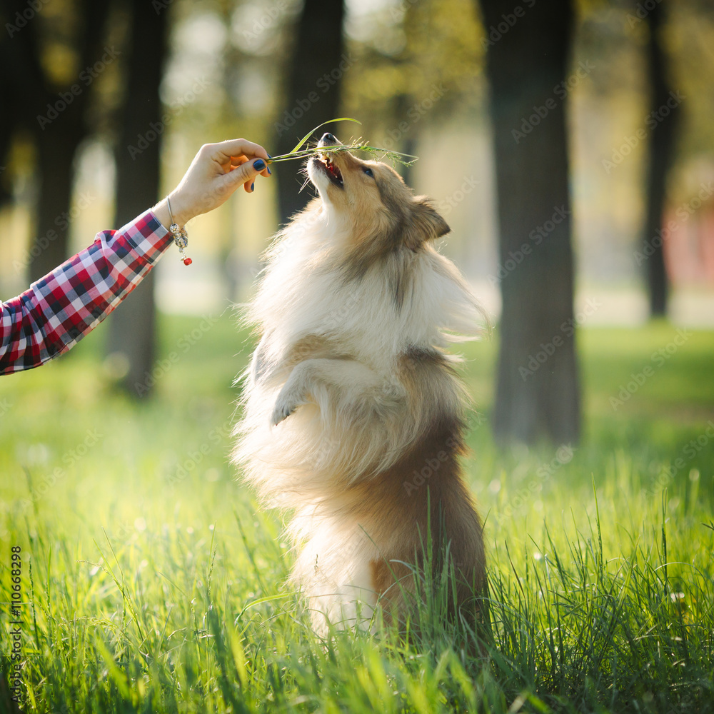 Dog sheltie playing with a sprig of grass in the park shetland sheepdog ...