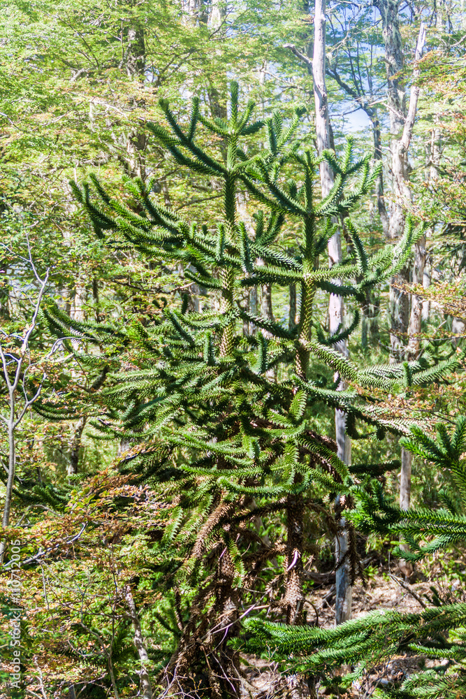 Araucaria in National Park Huerquehue, Chile. The tree is called ...