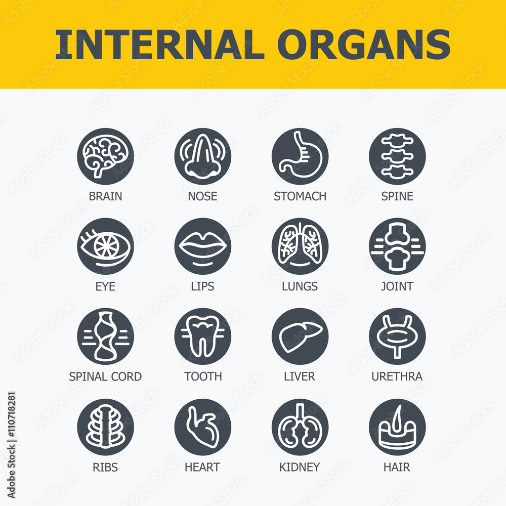 Internal organs set. Medical infographic icons, human organs, body ...