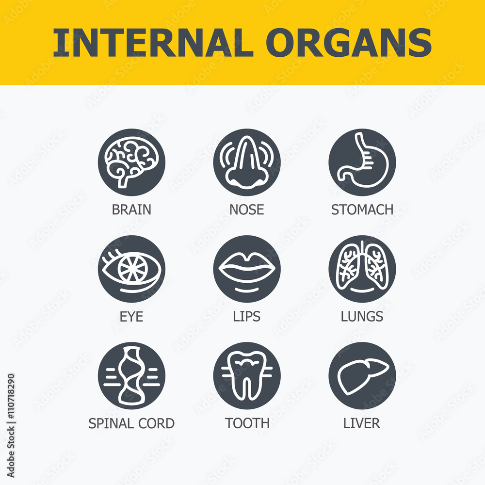 Internal organs set. Medical infographic icons, human organs, body anatomy. Vector icons of ...