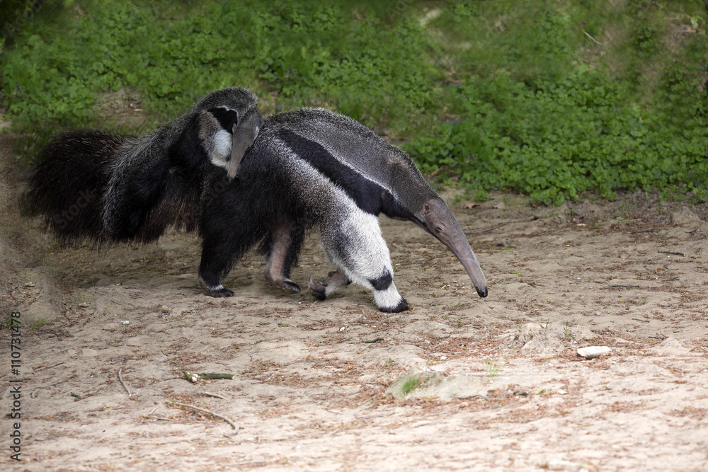 Giant anteater, Myrmecophaga tridactyla, female with a baby on her back ...