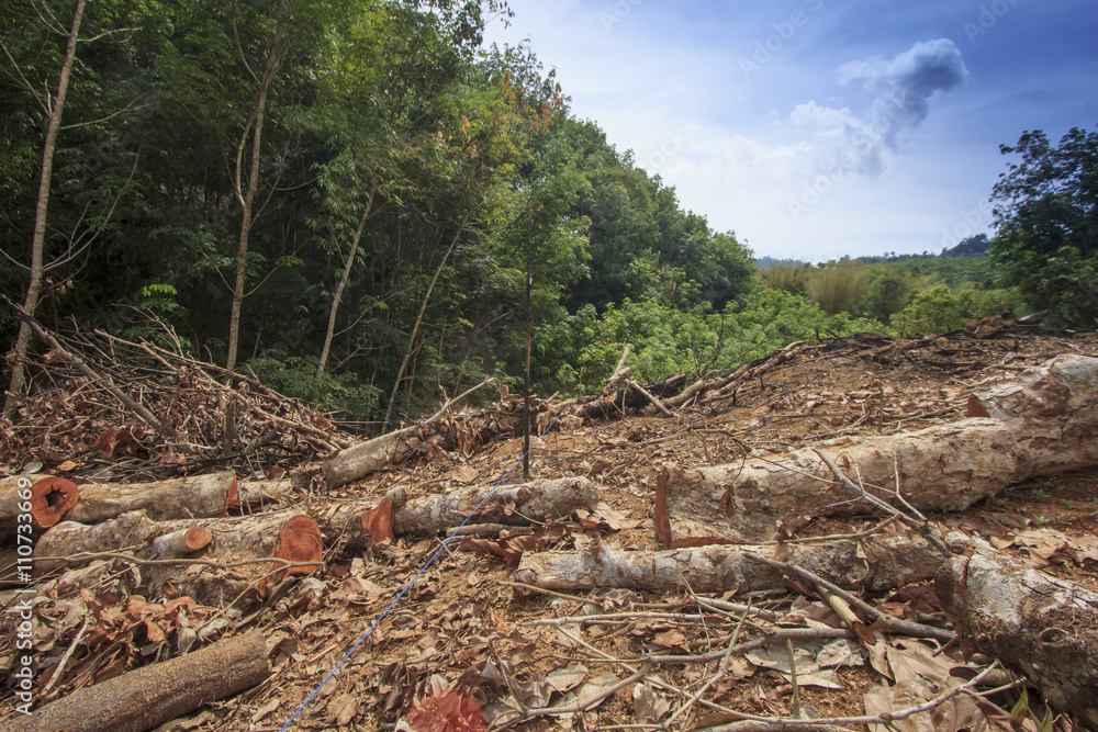 Deforestation environmental problem, rain forest destroyed for oil palm ...