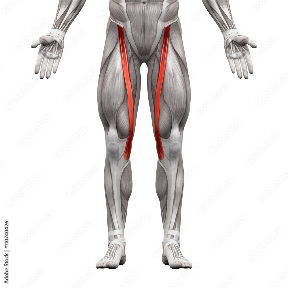 Sartorius Muscle - Anatomy Muscles isolated on white Stock Photo ...