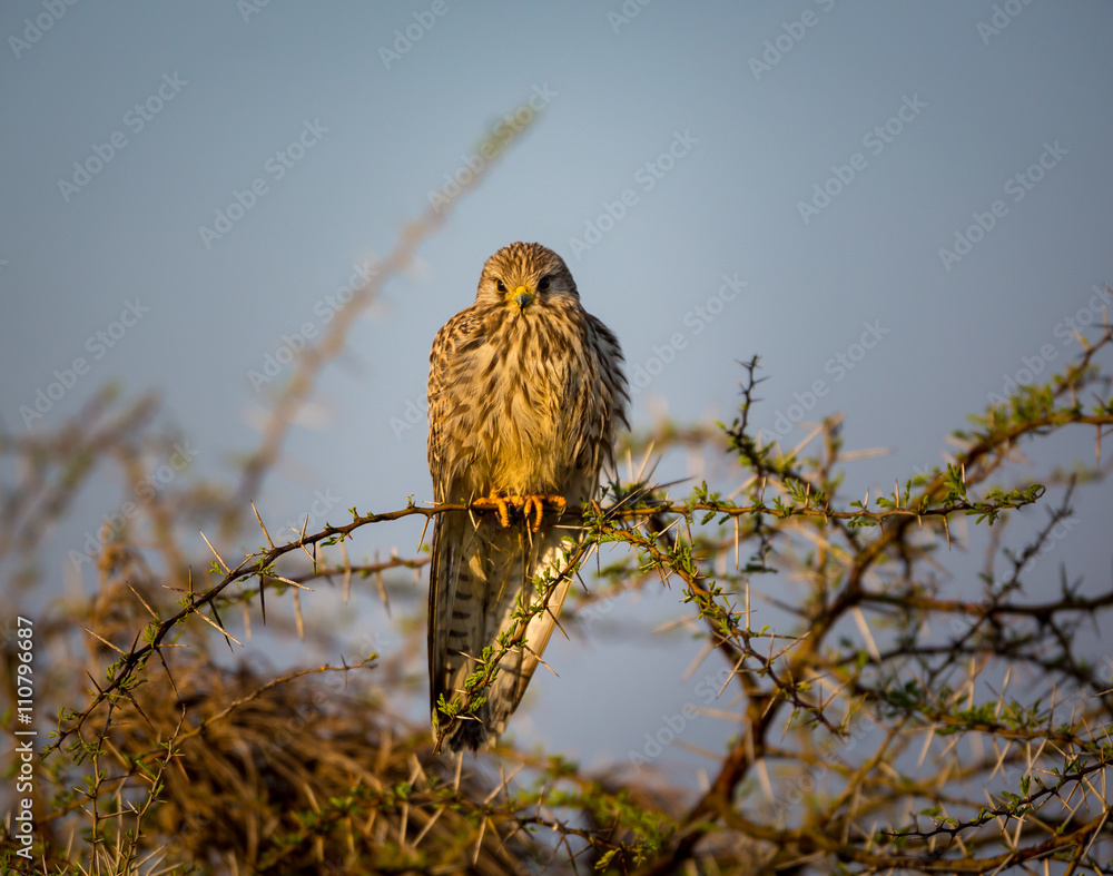 The common kestrel a bird of prey species belonging to the kestrel ...
