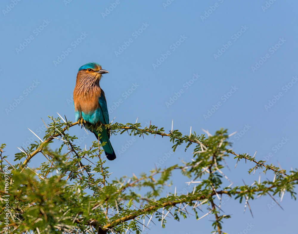 The Indian roller , is a member of the roller family of birds. They are ...